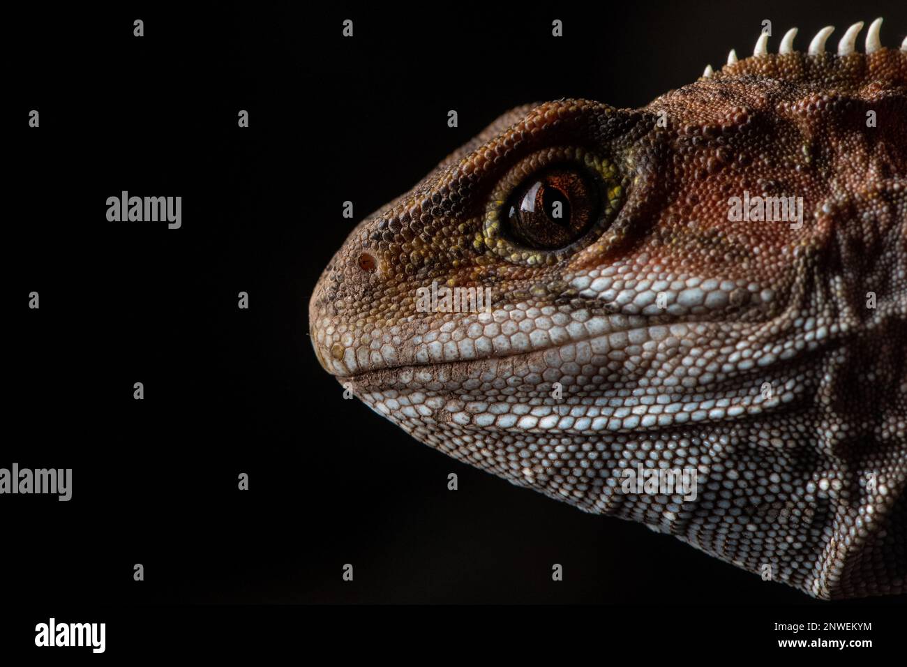 Tuatara (Sphenodon punctatus) a unique reptile resembling a lizard ...