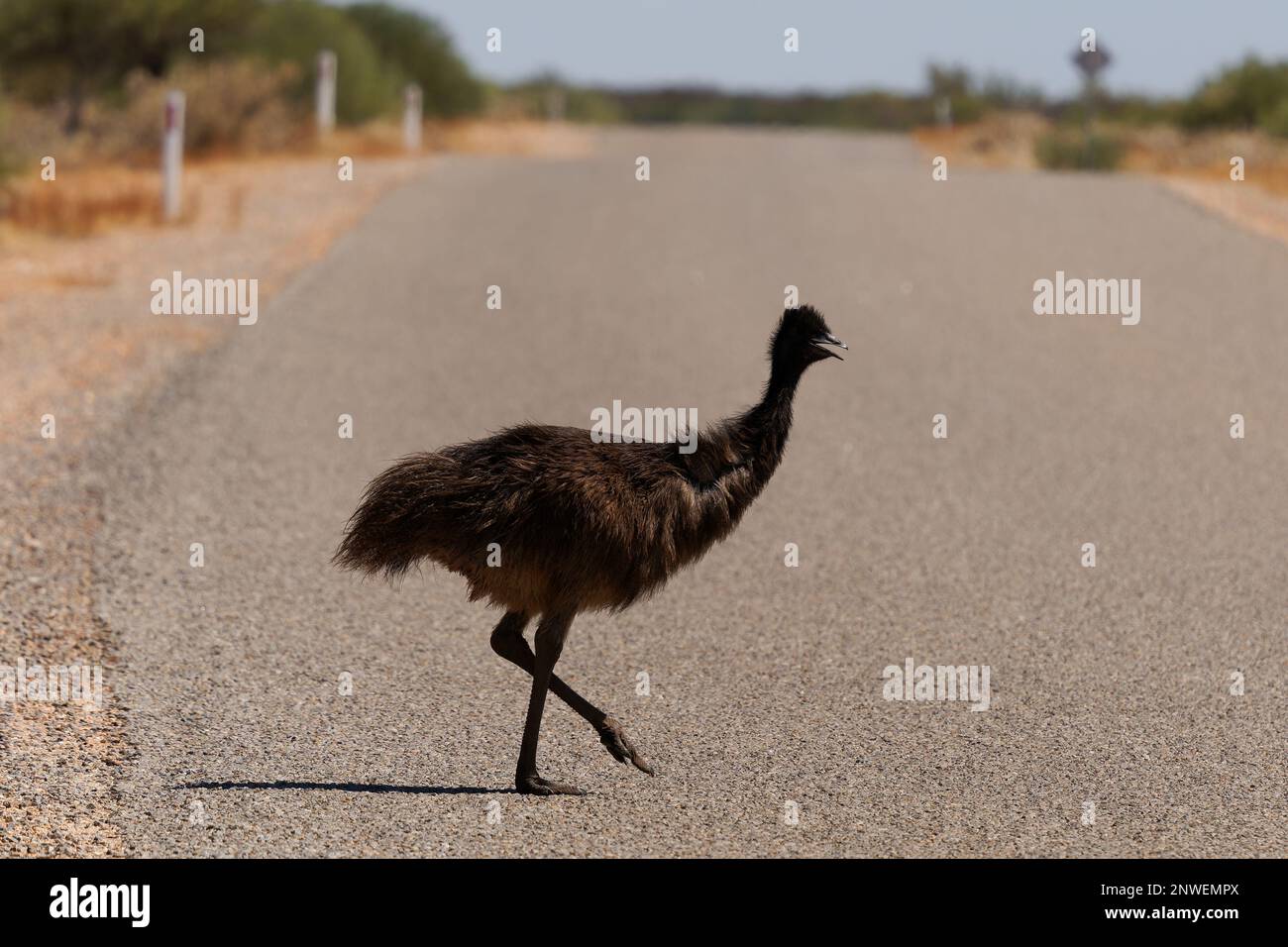 Emu with chicks - Dromaius novaehollandiae second-tallest living bird ...