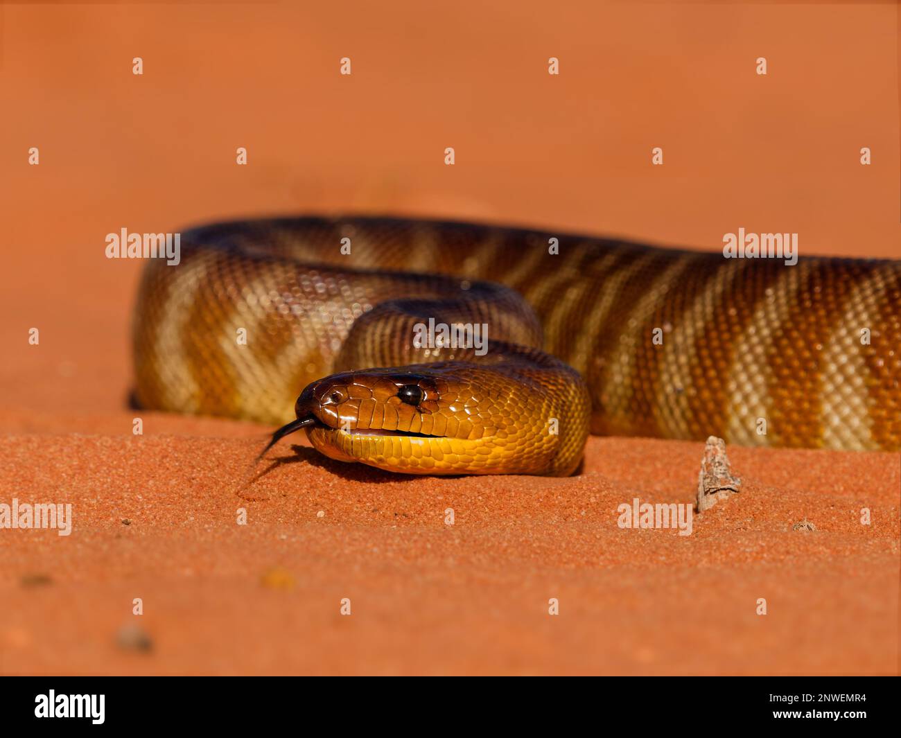 Woma python - Aspidites ramsayi also Ramsay's python, Sand python or ...