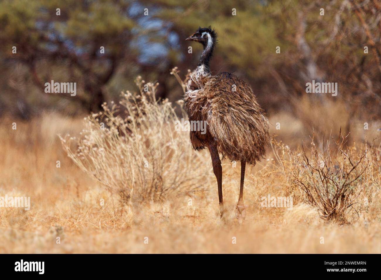 Emu with chicks - Dromaius novaehollandiae second-tallest living bird ...