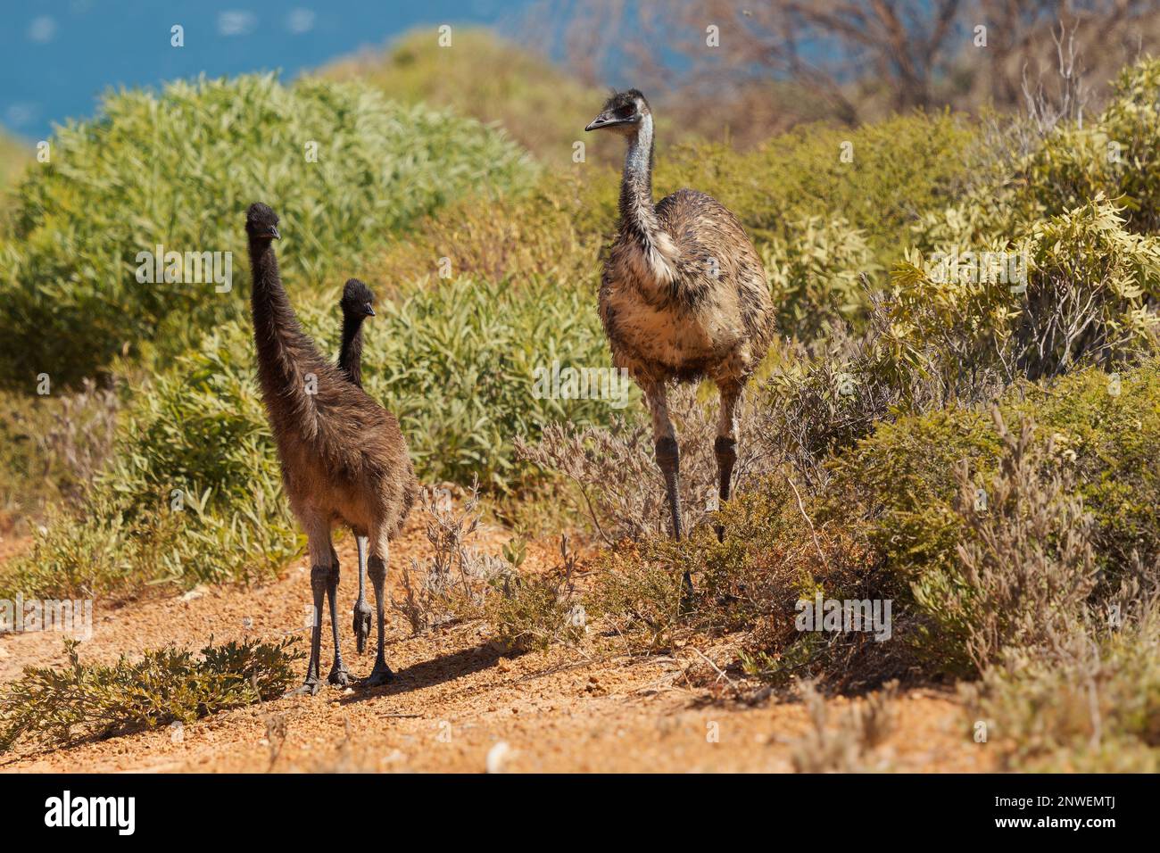 Emu with chicks - Dromaius novaehollandiae second-tallest living bird ...