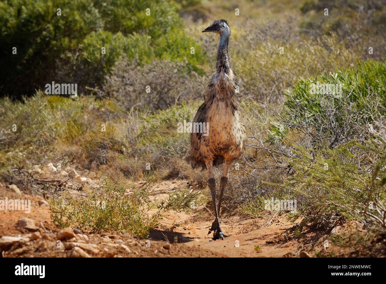 Emu with chicks - Dromaius novaehollandiae second-tallest living bird ...