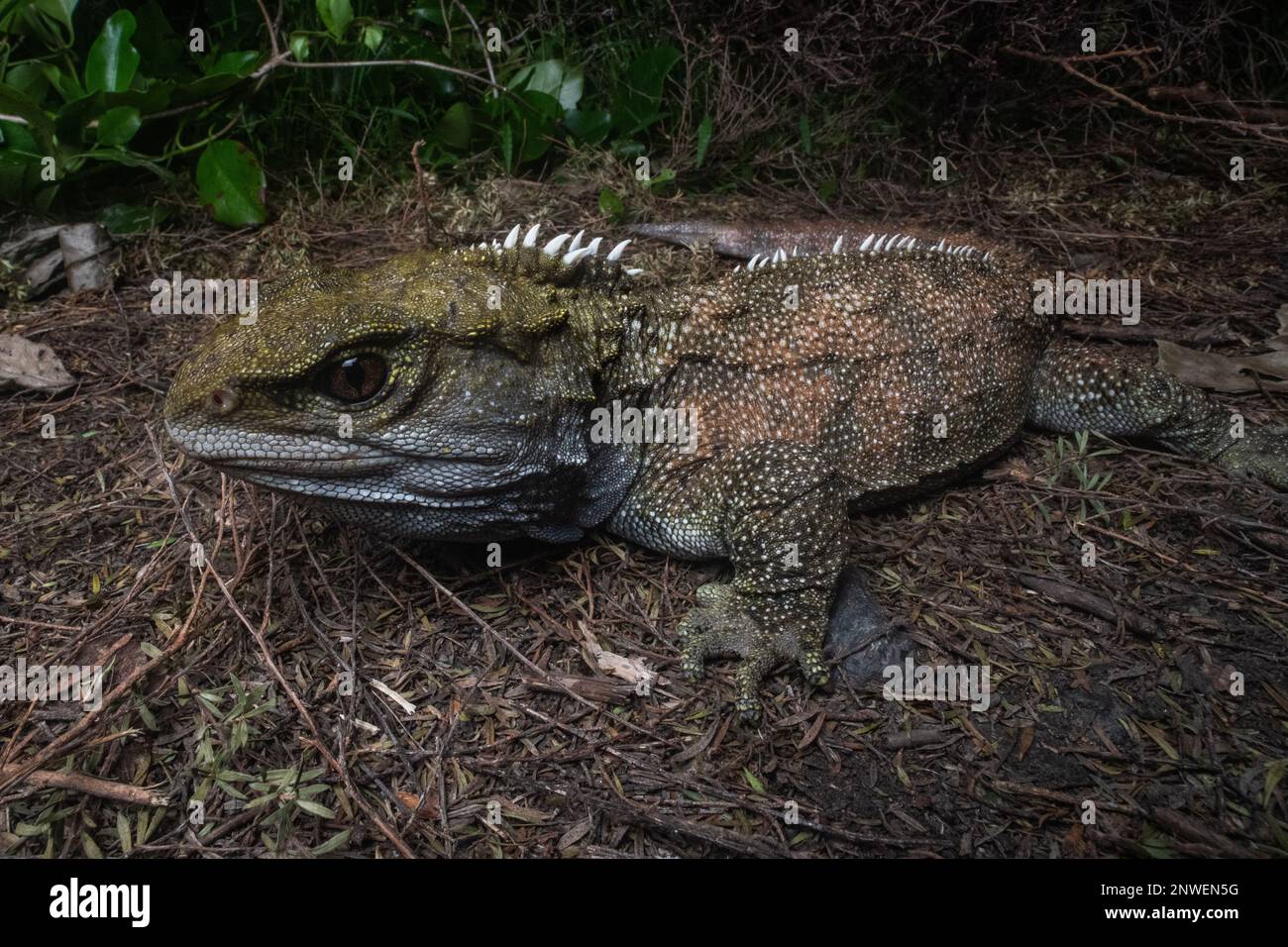 Tuatara (Sphenodon punctatus) a unique reptile resembling a lizard ...