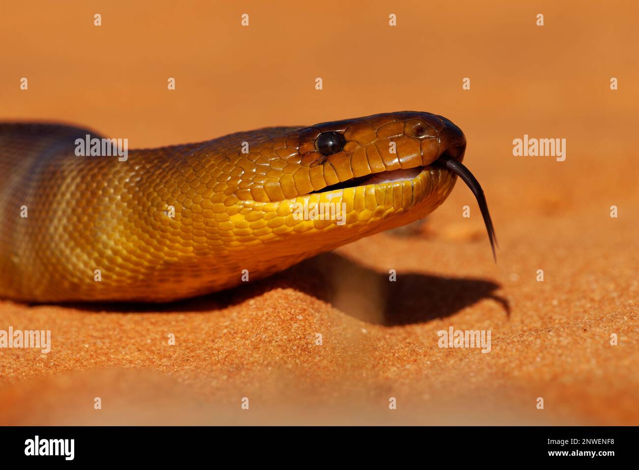 Python snake attack hi-res stock photography and images - Alamy