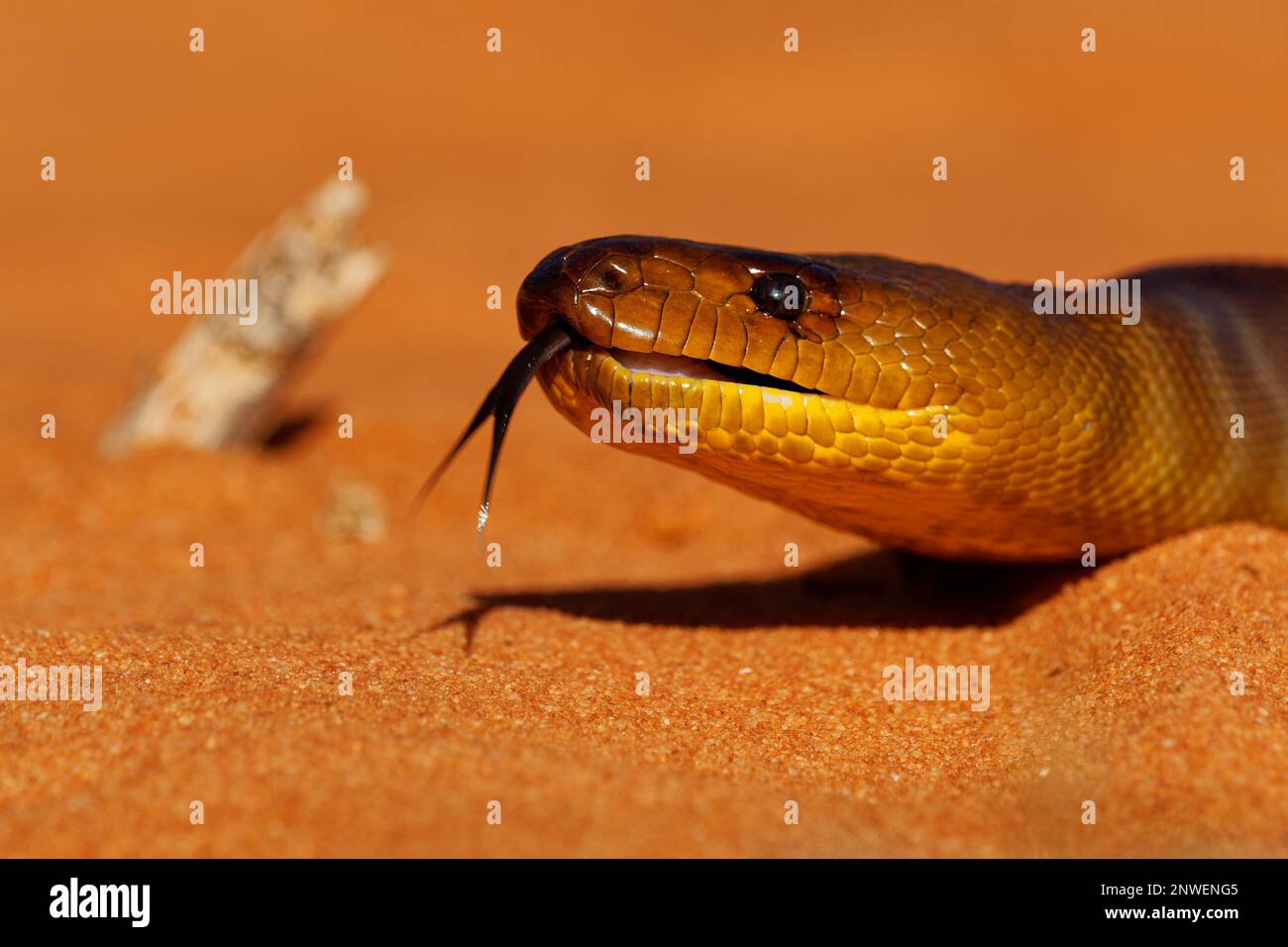 Python snake attack hi-res stock photography and images - Alamy