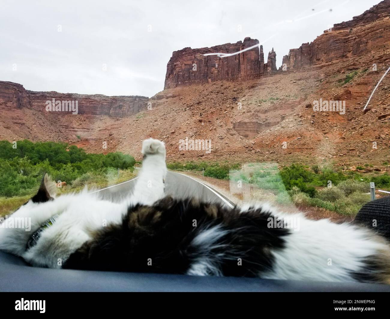 Pet cat in view with background landscape outside of Moab, Utah Stock ...