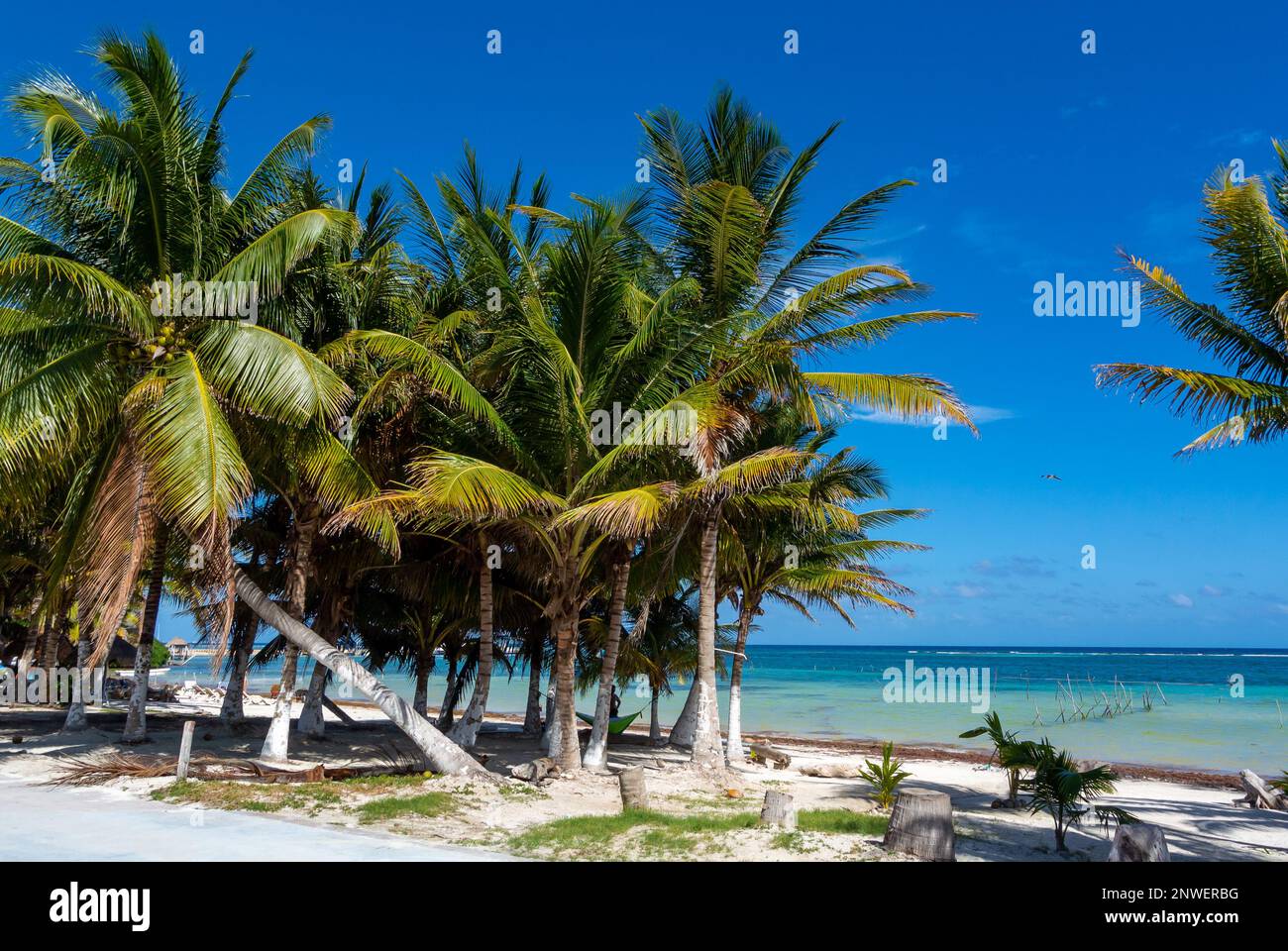 Mahahual, Quintana Roo, Mexico, A landscape with palm trees on Mahahual ...
