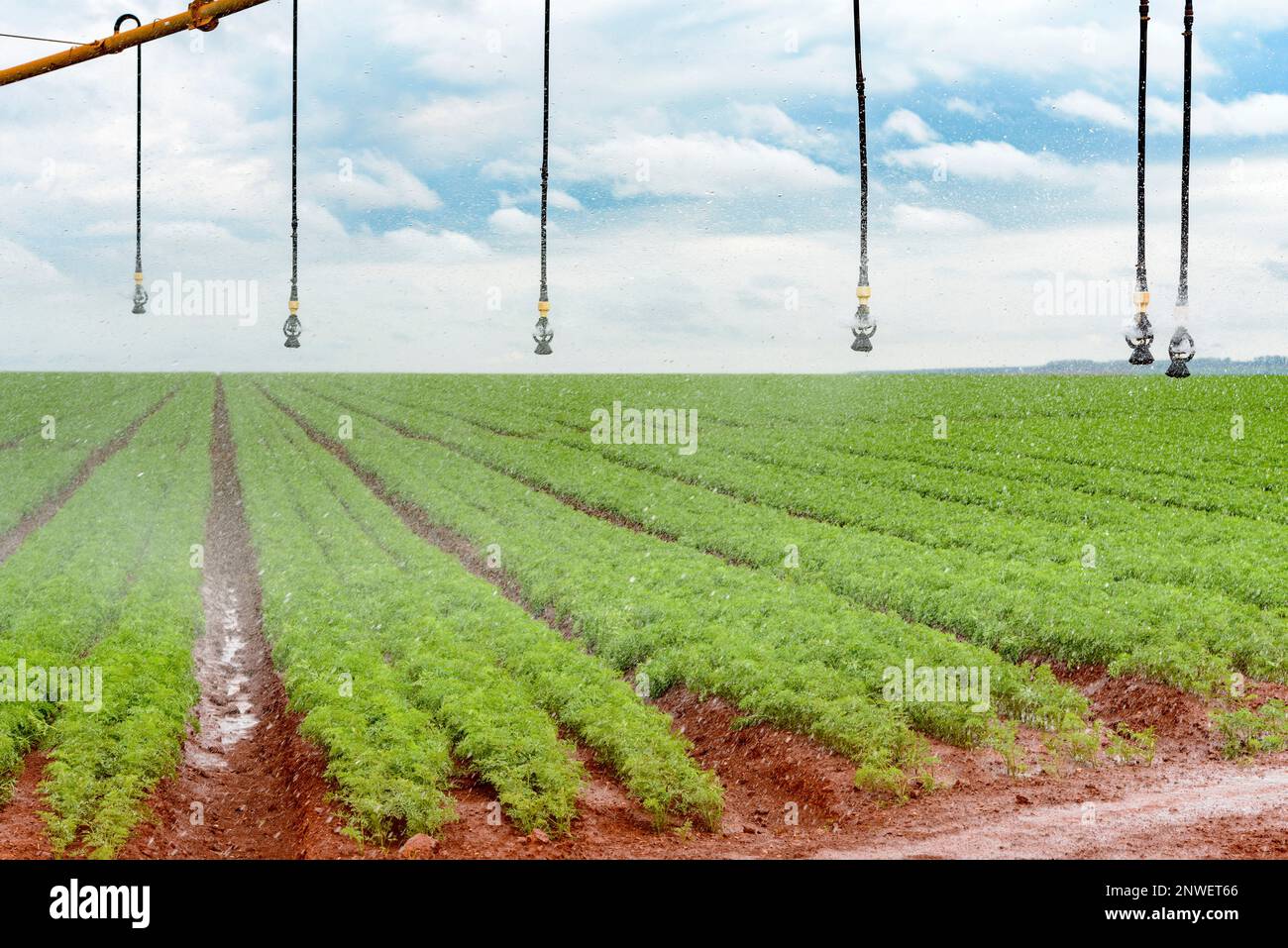 Agriculture, pivot irrigation system on carrot plantation, view of ...
