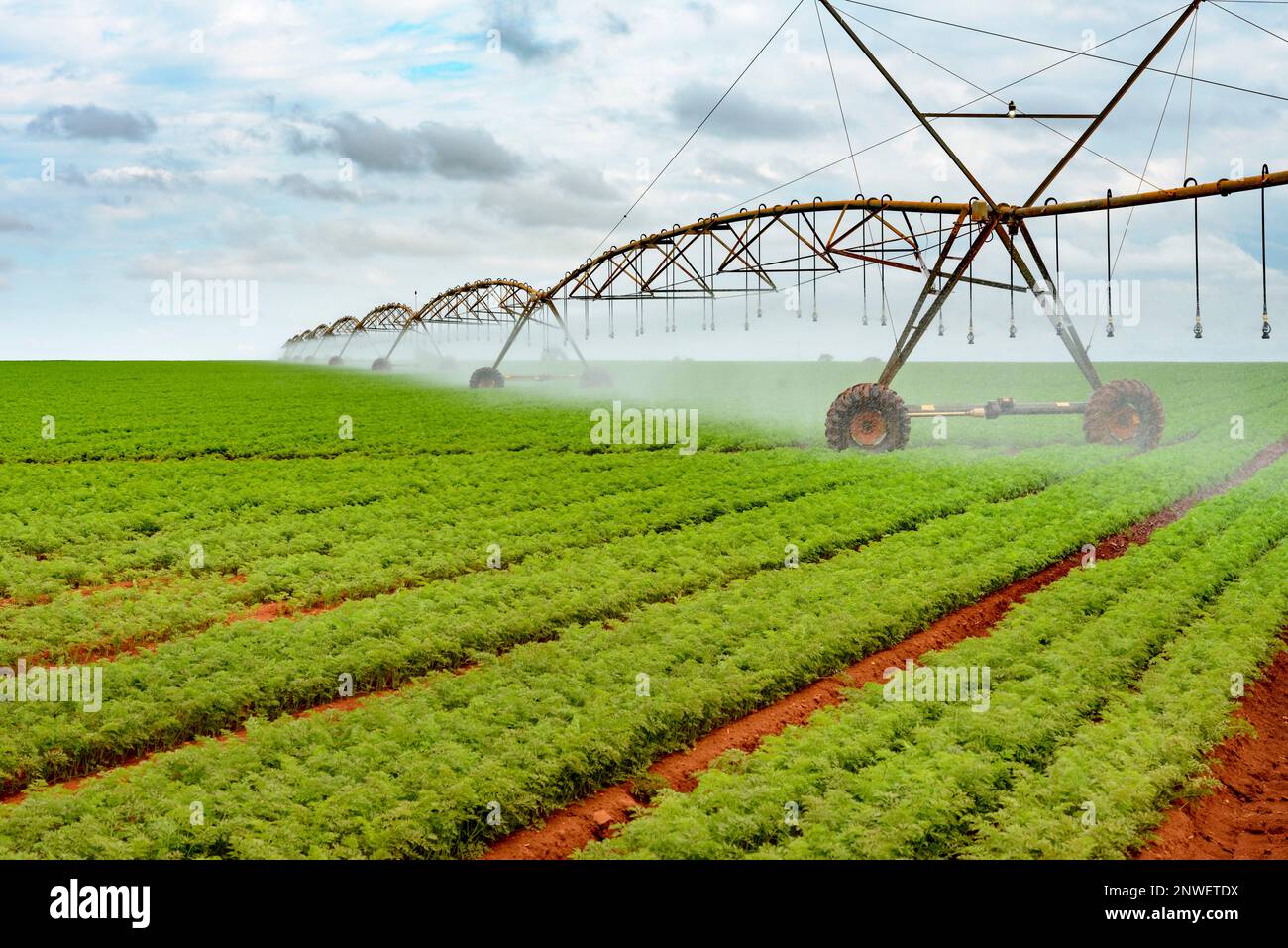 Agriculture, pivot irrigation system on carrot plantation Stock Photo ...