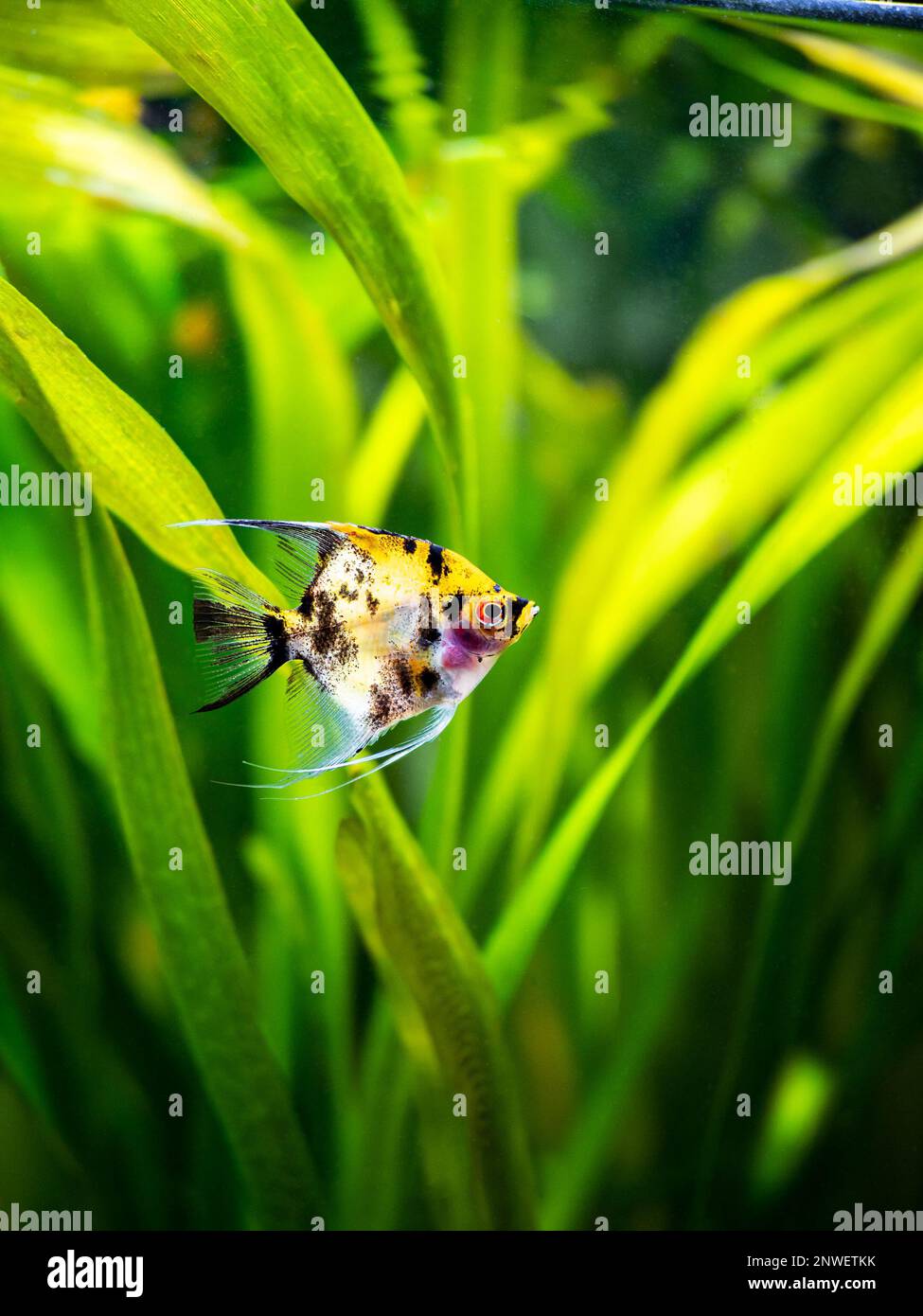 Angel Fish Koi Panda Yellow Head in tank fish with blurred background ...