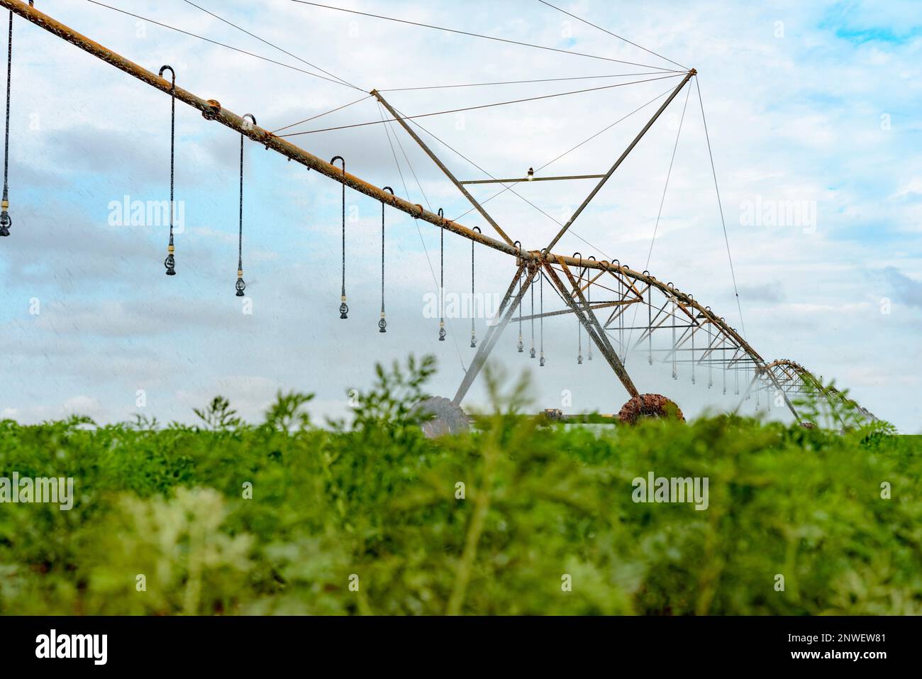 Agriculture, pivot irrigation system on carrot plantation Stock Photo ...