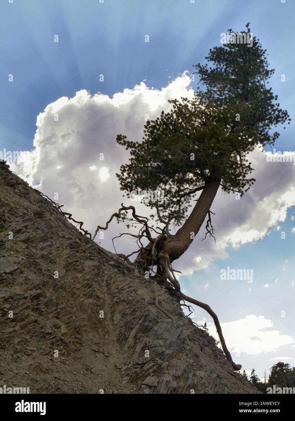 Mount San Antonio, California - a pine tree with visible roots clings ...