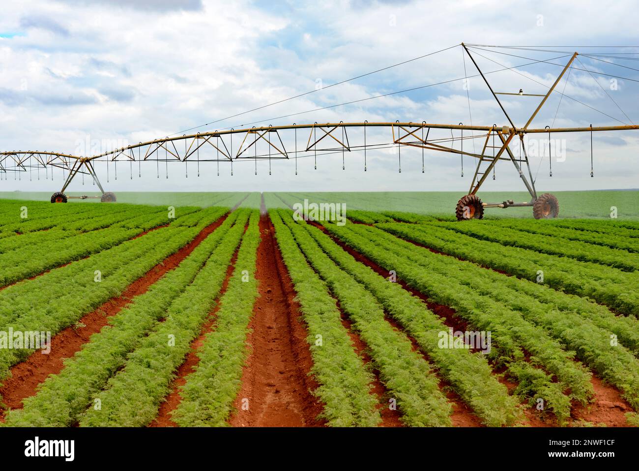 Agriculture, pivot irrigation system on carrot plantation Stock Photo ...