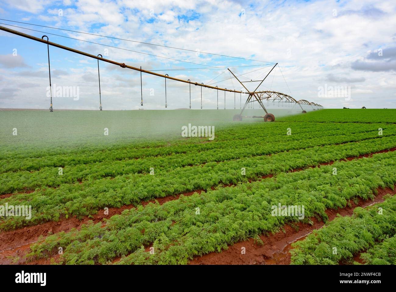 Agriculture, pivot irrigation system on carrot plantation on a blue sky ...