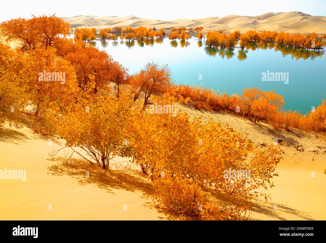 The beauty of populus euphratica forest in autumn in Bayingolin ...