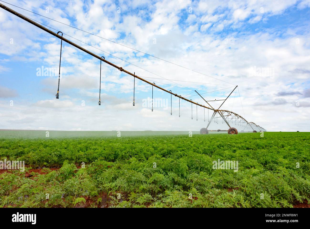 Agriculture, pivot irrigation system on carrot plantation on a blue sky ...