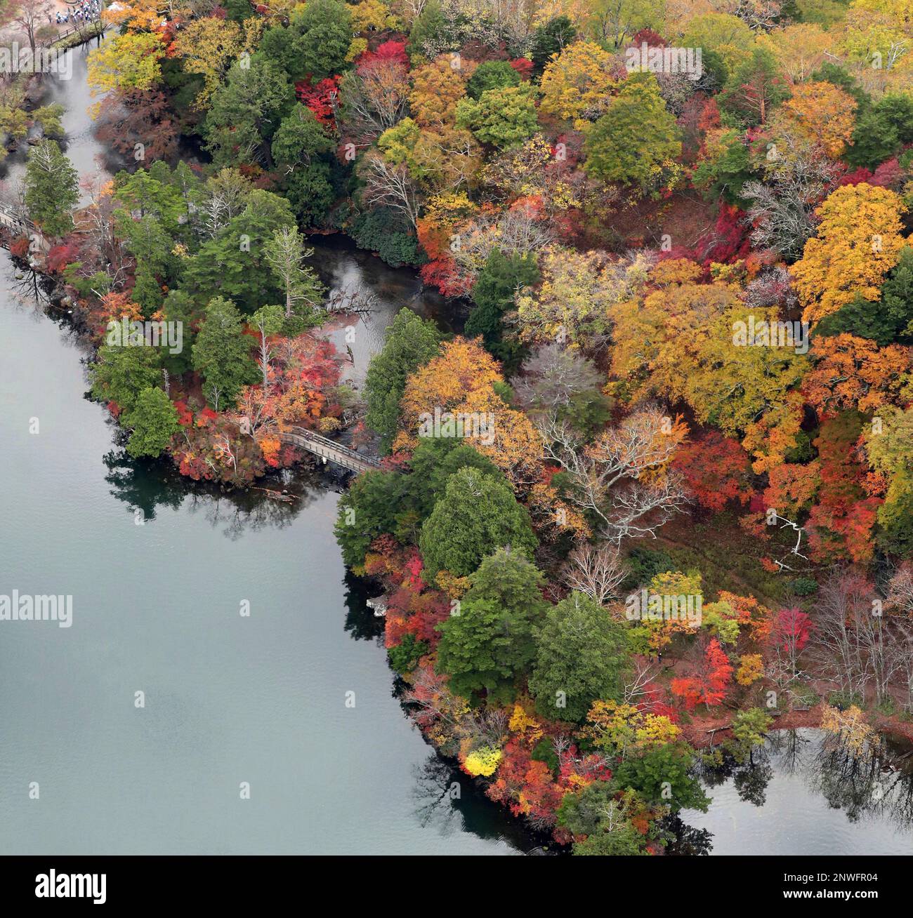 An aerial photo shows leaves of Japanese Judas trees, maples and other ...