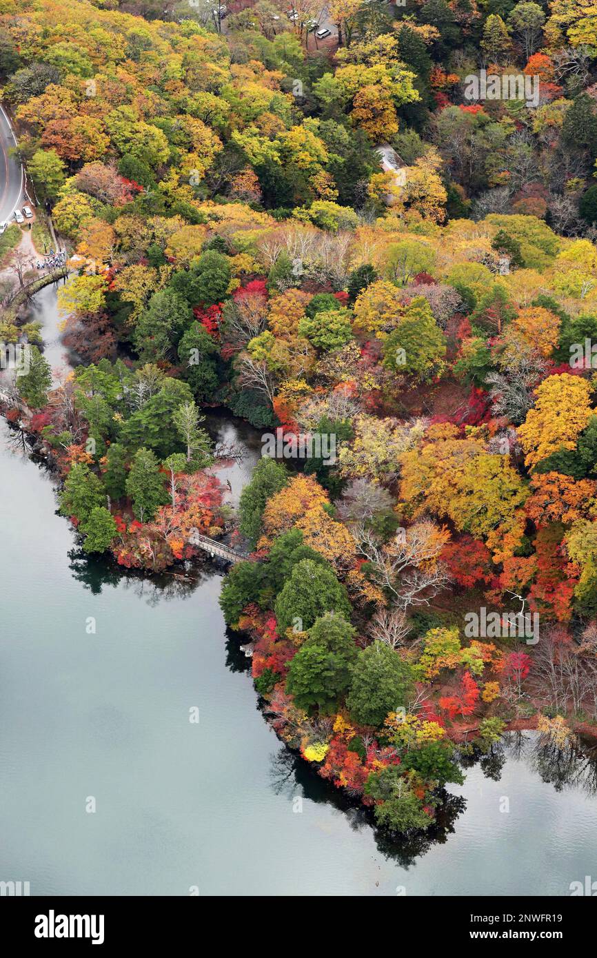 An aerial photo shows leaves of Japanese Judas trees, maples and other ...