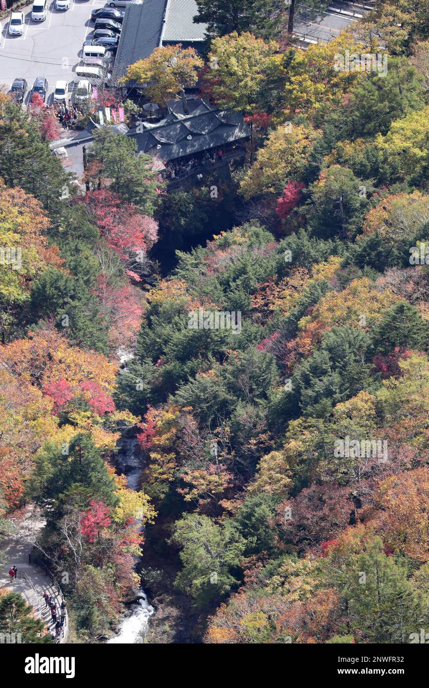 An aerial photo shows leaves of Japanese Judas trees, maples and other ...