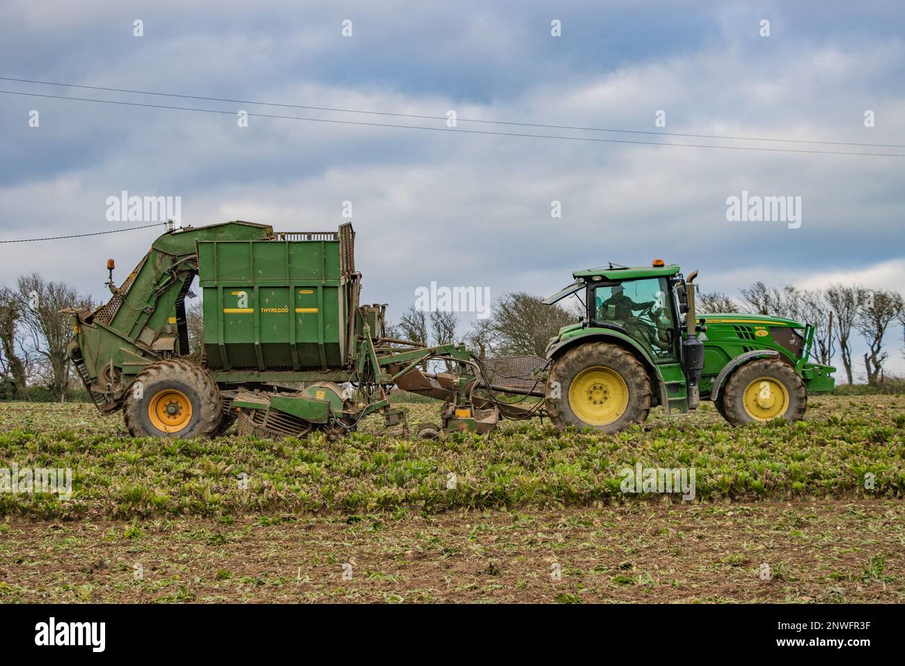 Harvesting fodder beet at Lislevane, West Cork, February 2023 Stock ...