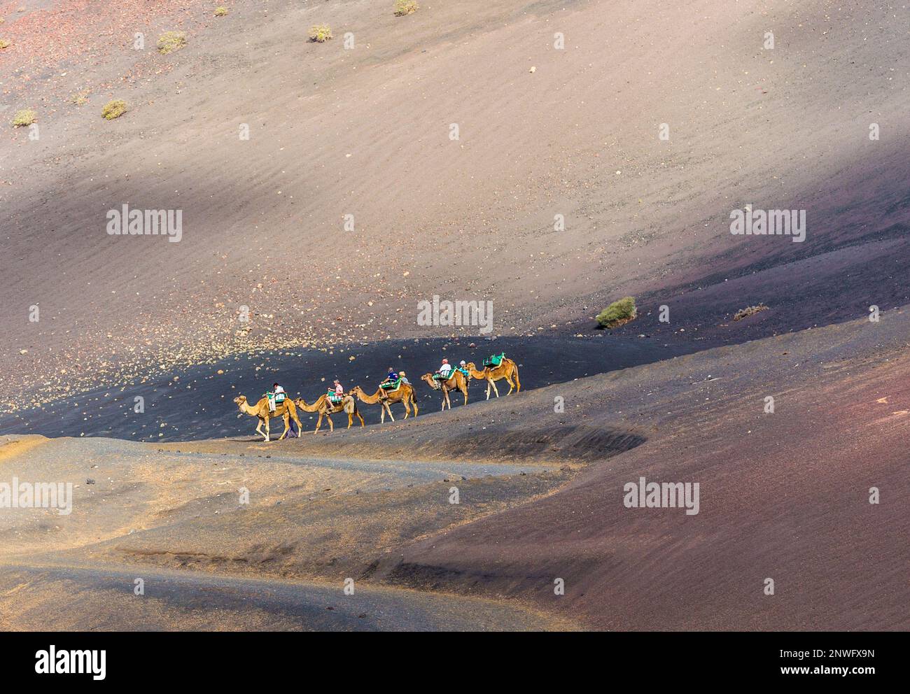 tourists on a camel safari in Timanfaya National Park in Yaiza, Spain ...