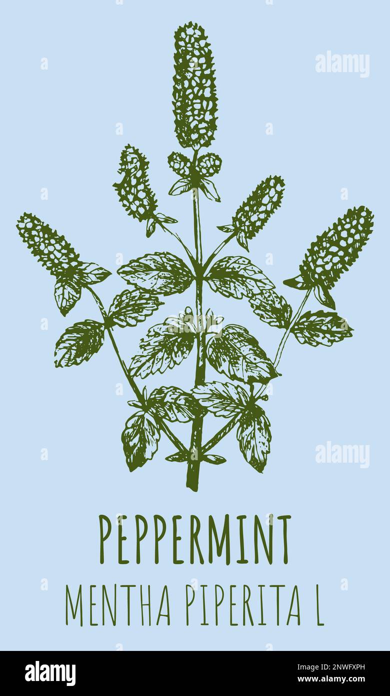 Drawings of peppermint. Hand drawn illustration. Latin name MENTHA ...