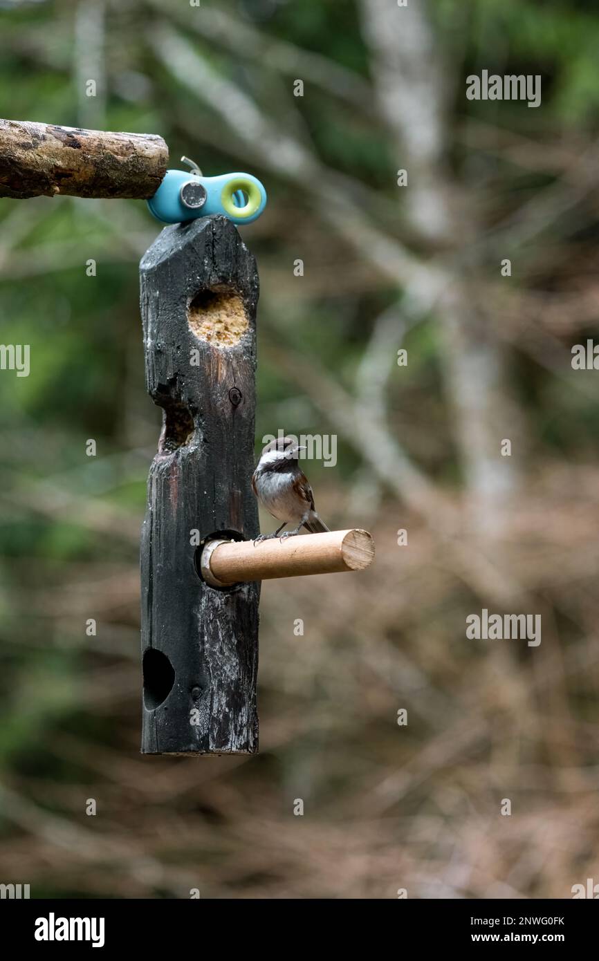 Issaquah, Washington, USA. Chestnut-backed Chickadee eating at a log ...