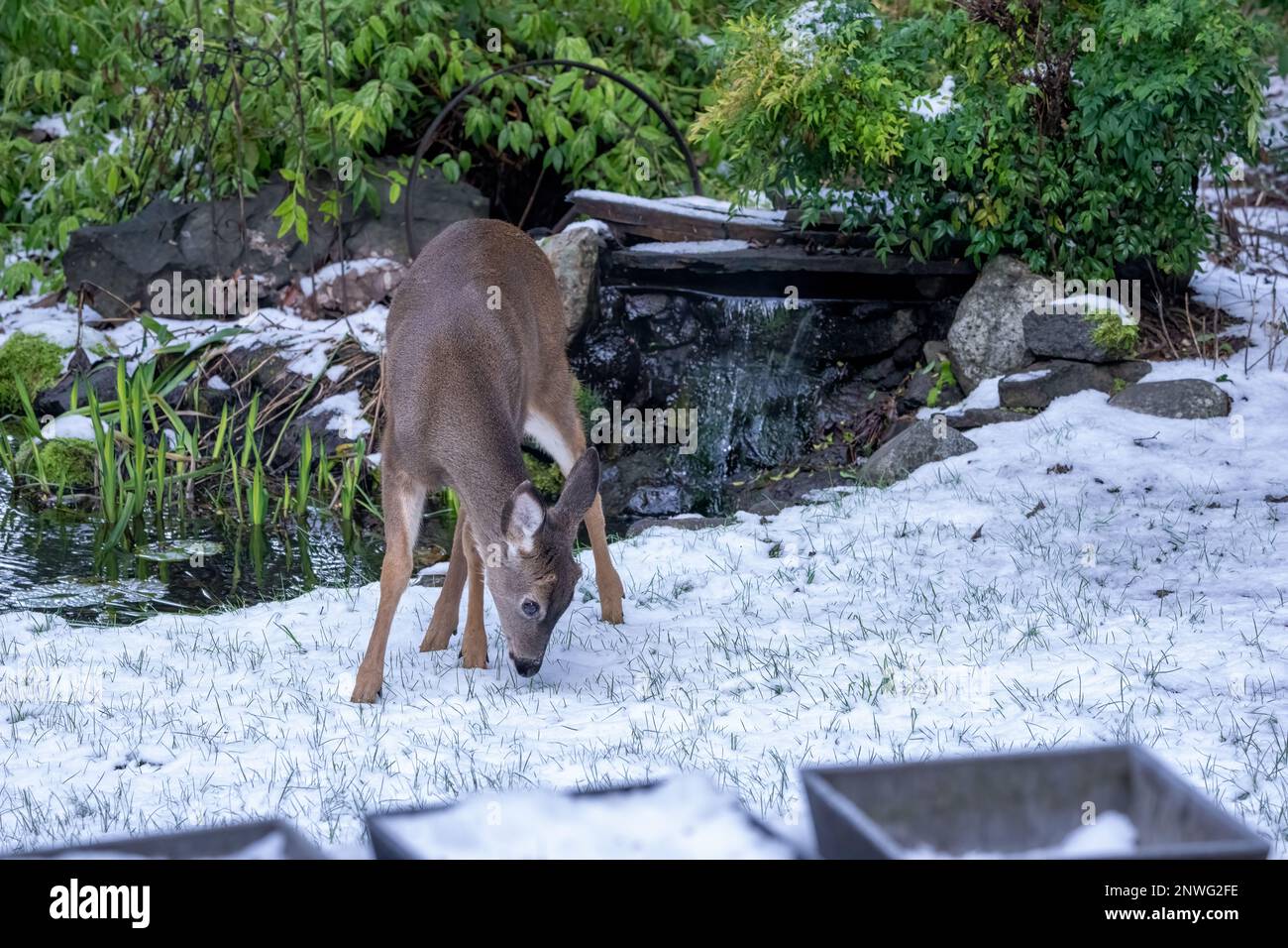 Issaquah, Washington, USA. Female Columbian Black-tailed Deer in a snow ...