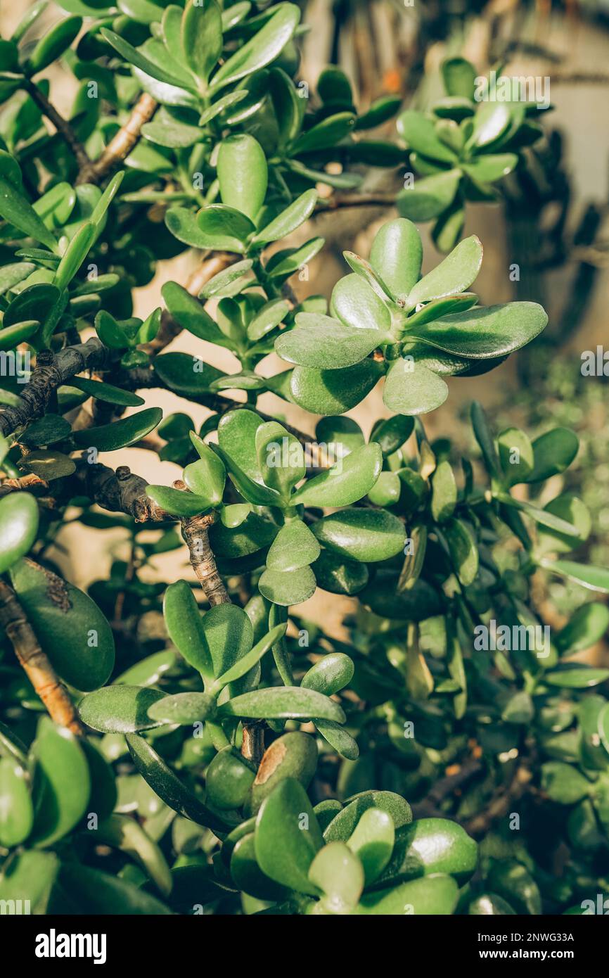 Closeup of Crassula ovata, commonly known as jade plant, lucky plant ...