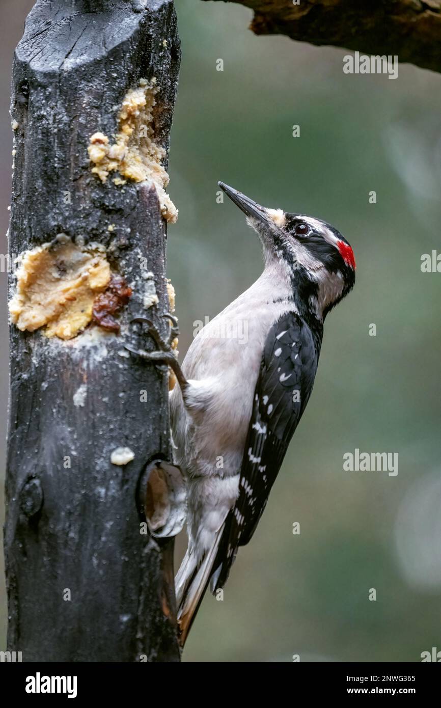 Issaquah, Washington, USA. Male Hairy Woodpecker eating at a log suet ...