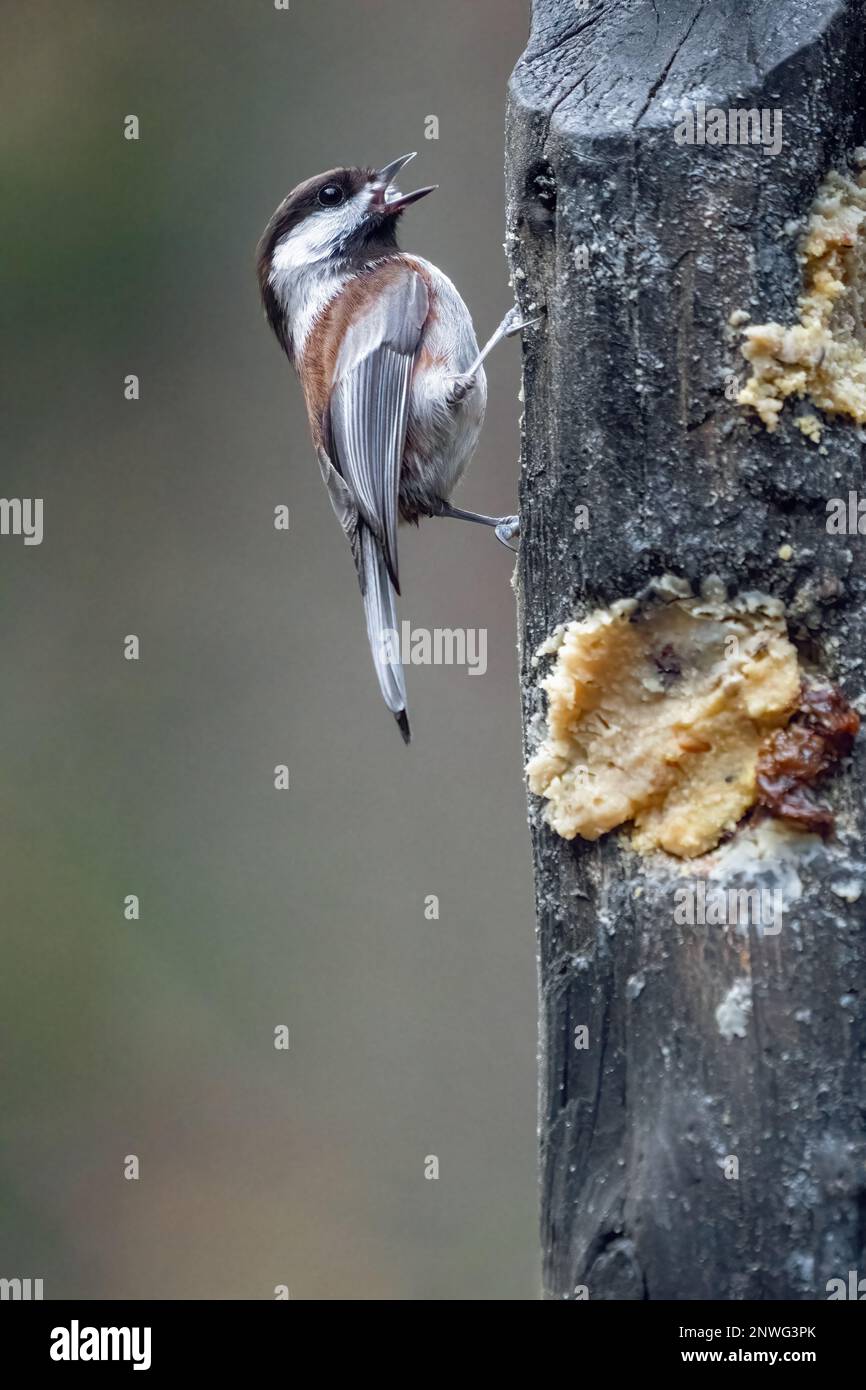 Issaquah, Washington, USA. Chestnut-backed Chickadee eating at a log ...