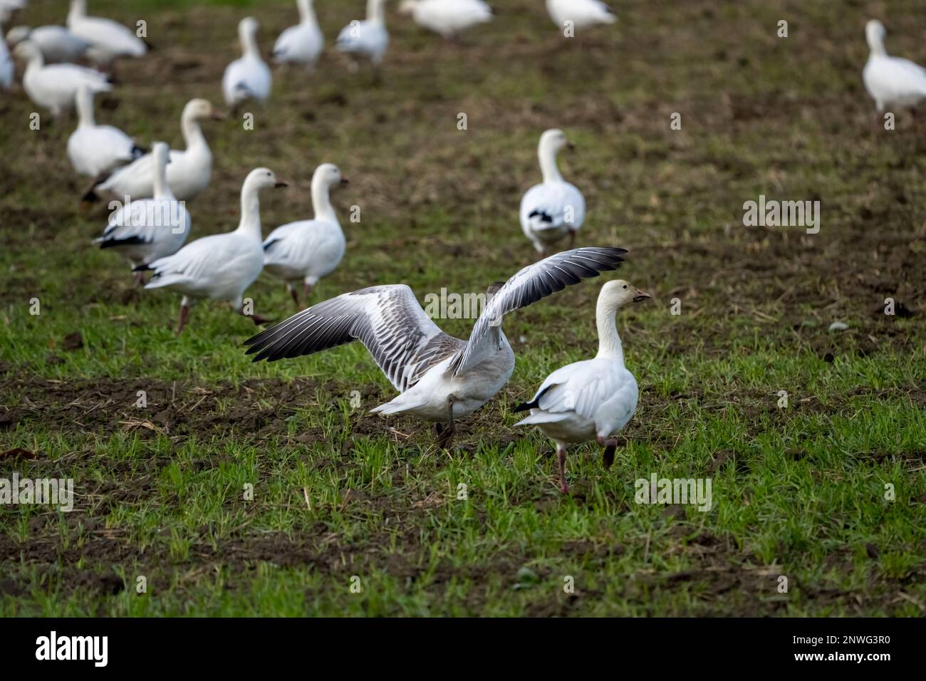 La Conner, Washington, USA. Flock of Snow Geese with one goose flapping ...