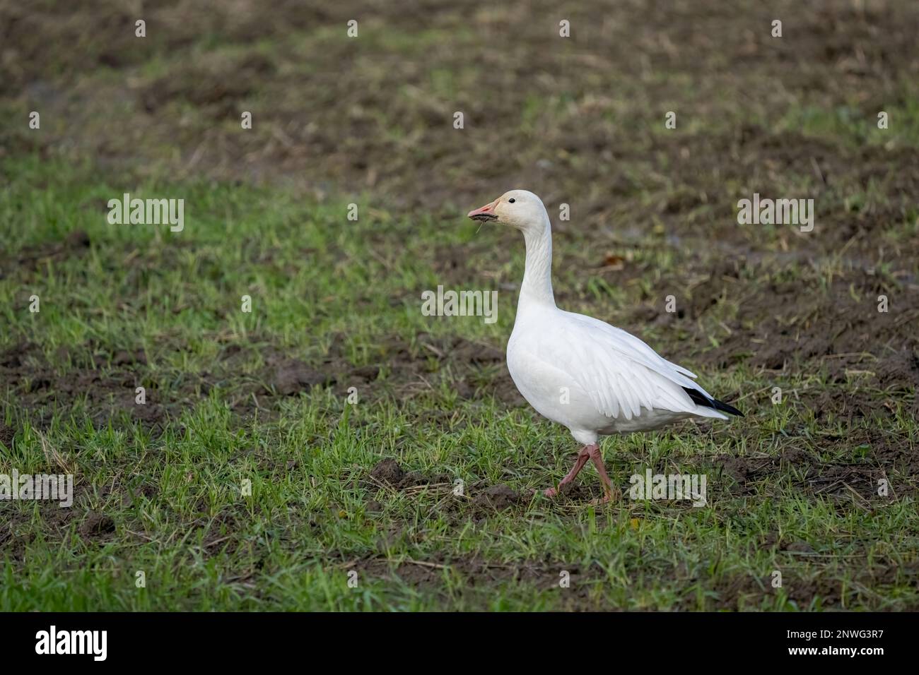 La Conner, Washington, USA. One adult Snow Goose in a fallow farm field ...