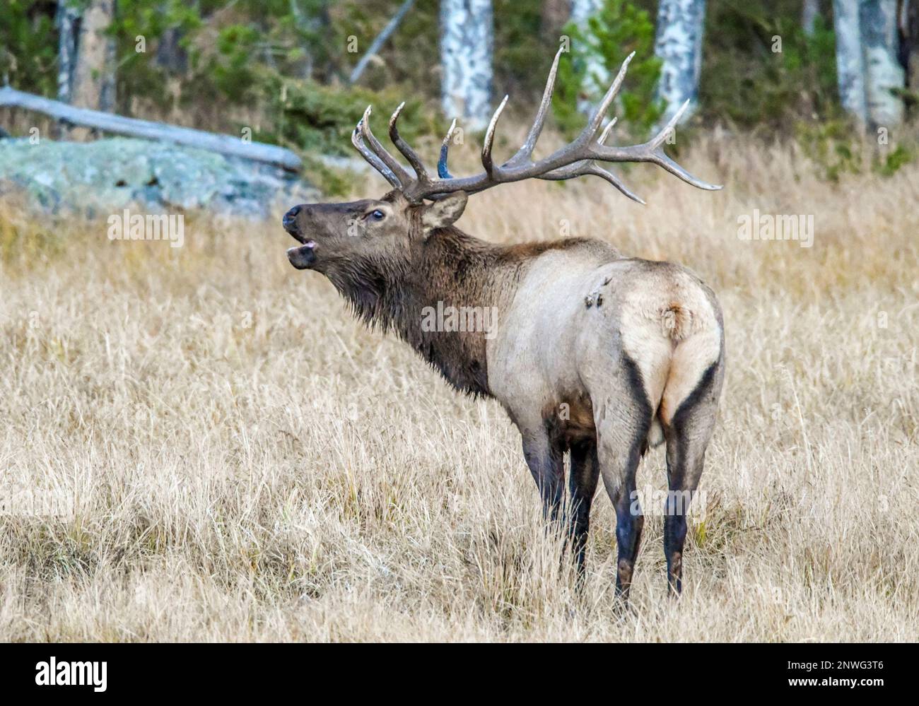 Oct 10, 2018: A bull elk bugles during their annual mating season ...
