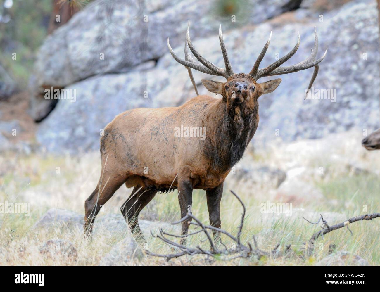 Oct 10, 2018: A bull elk during their annual mating season inside of ...