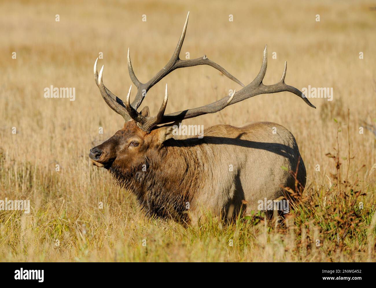 Oct 10, 2018: A bull elk during their annual mating season inside of ...