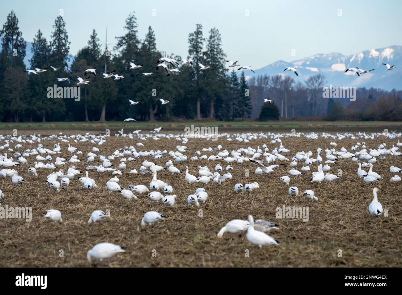 La Conner, Washington, USA. Flock of Snow Geese in a farm field eating ...