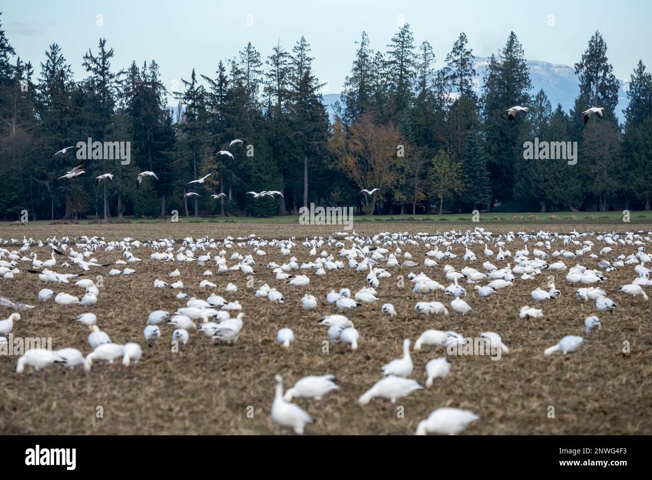 La Conner, Washington, USA. Flock of Snow Geese in a farm field eating ...