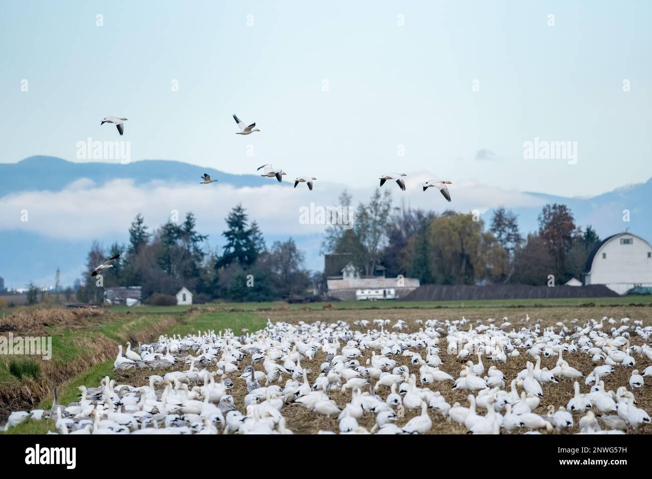 La Conner, Washington, USA. Flock of Snow Geese in a fallow farm field ...