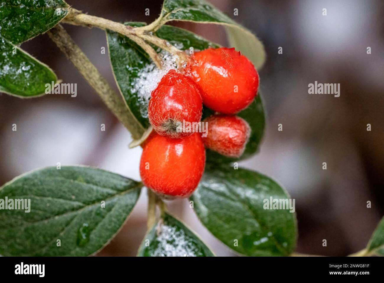 Issaquah, Washington, USA. Tall Oregon Grape plant with red berries in ...