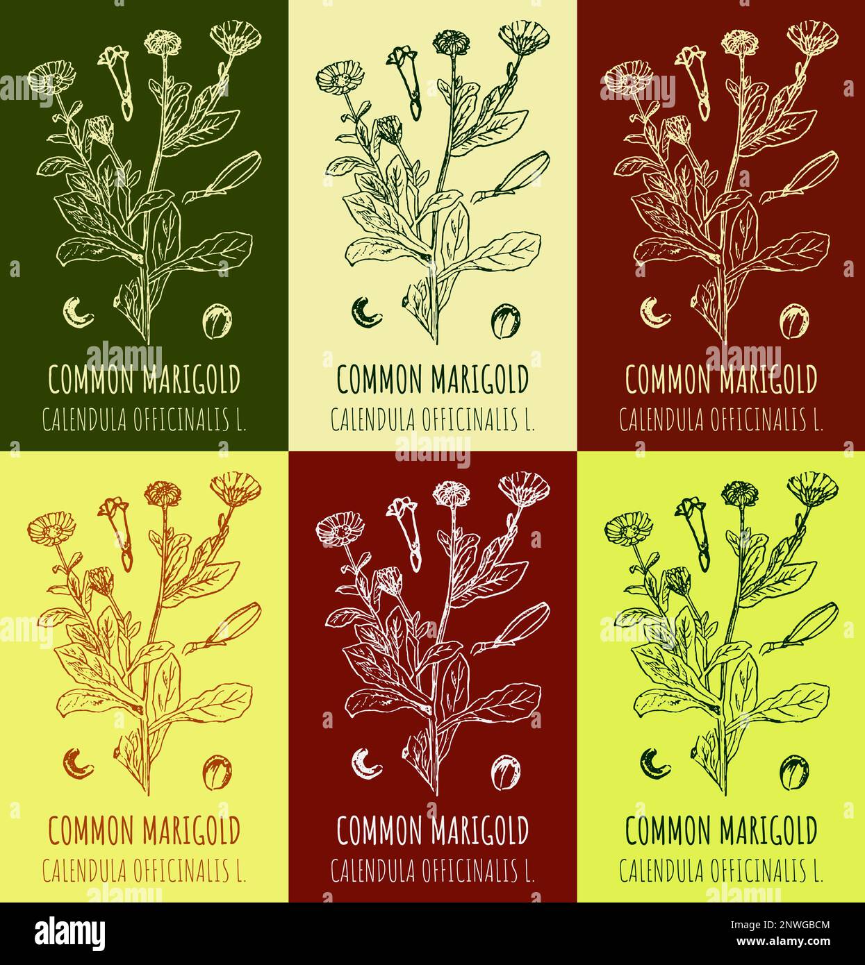 Set of drawings of calendula COMMON MARIGOLD in different colors. Hand ...