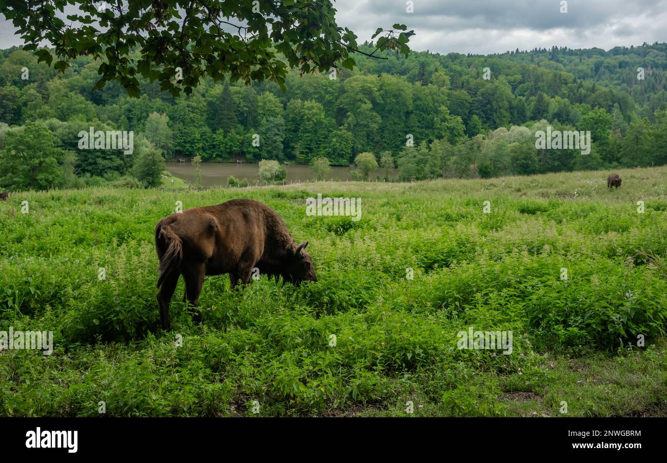 European buffalo european buffalo hi-res stock photography and images ...