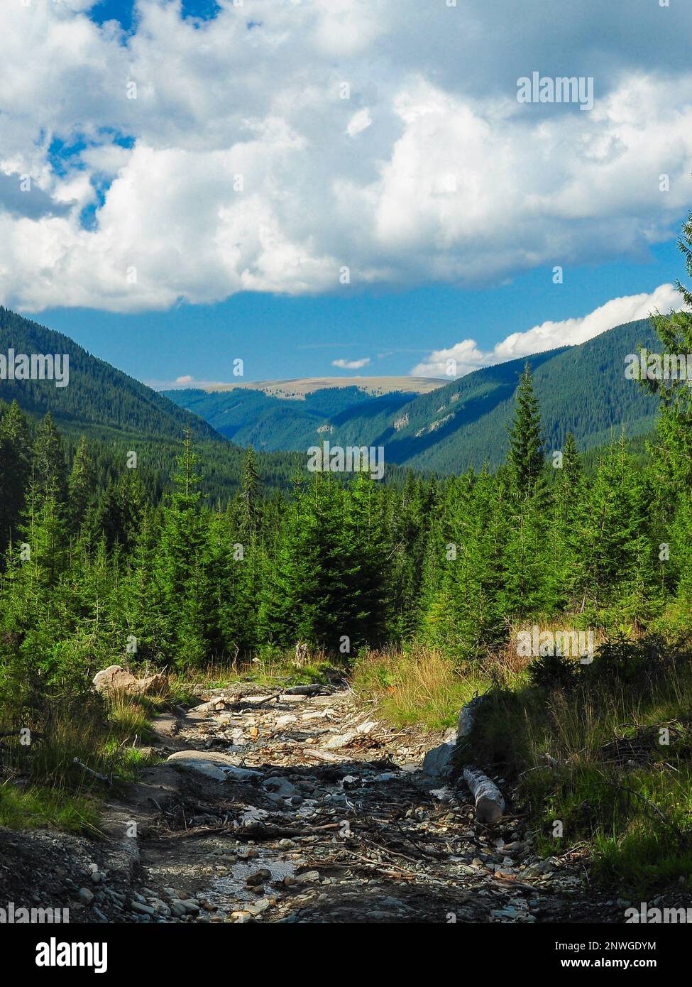 Massive fir tree hi-res stock photography and images - Alamy