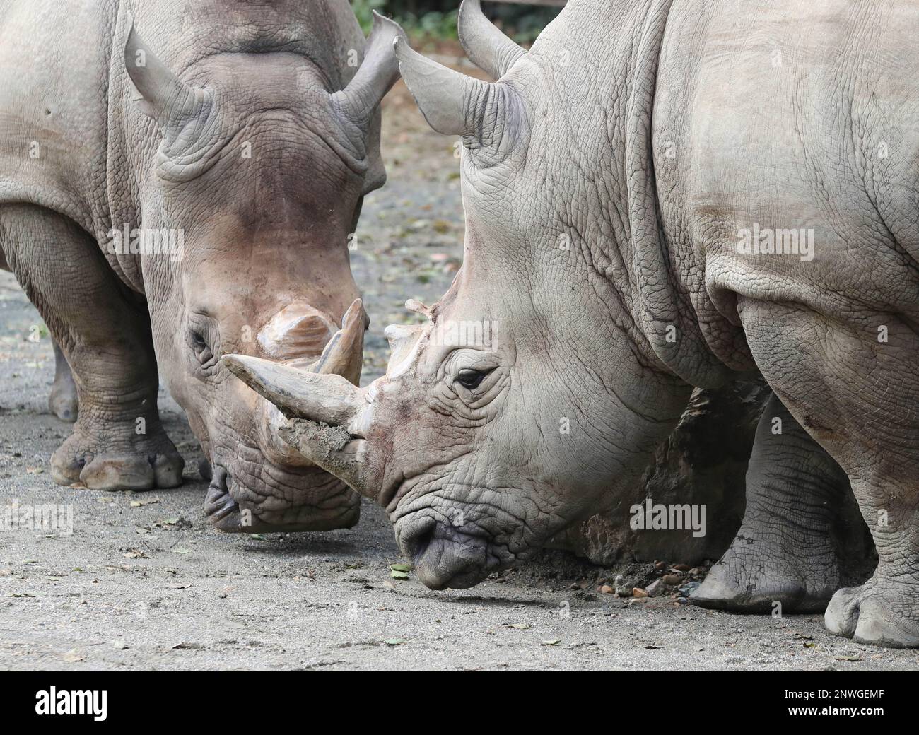 White rhinoceroses are pictured at Toyohashi Zoo and Botanical Park in ...