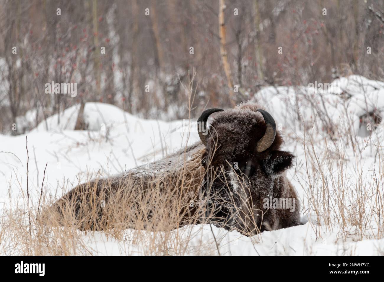 One bison wild buffalo seen in winter season surrounded by snowy ...