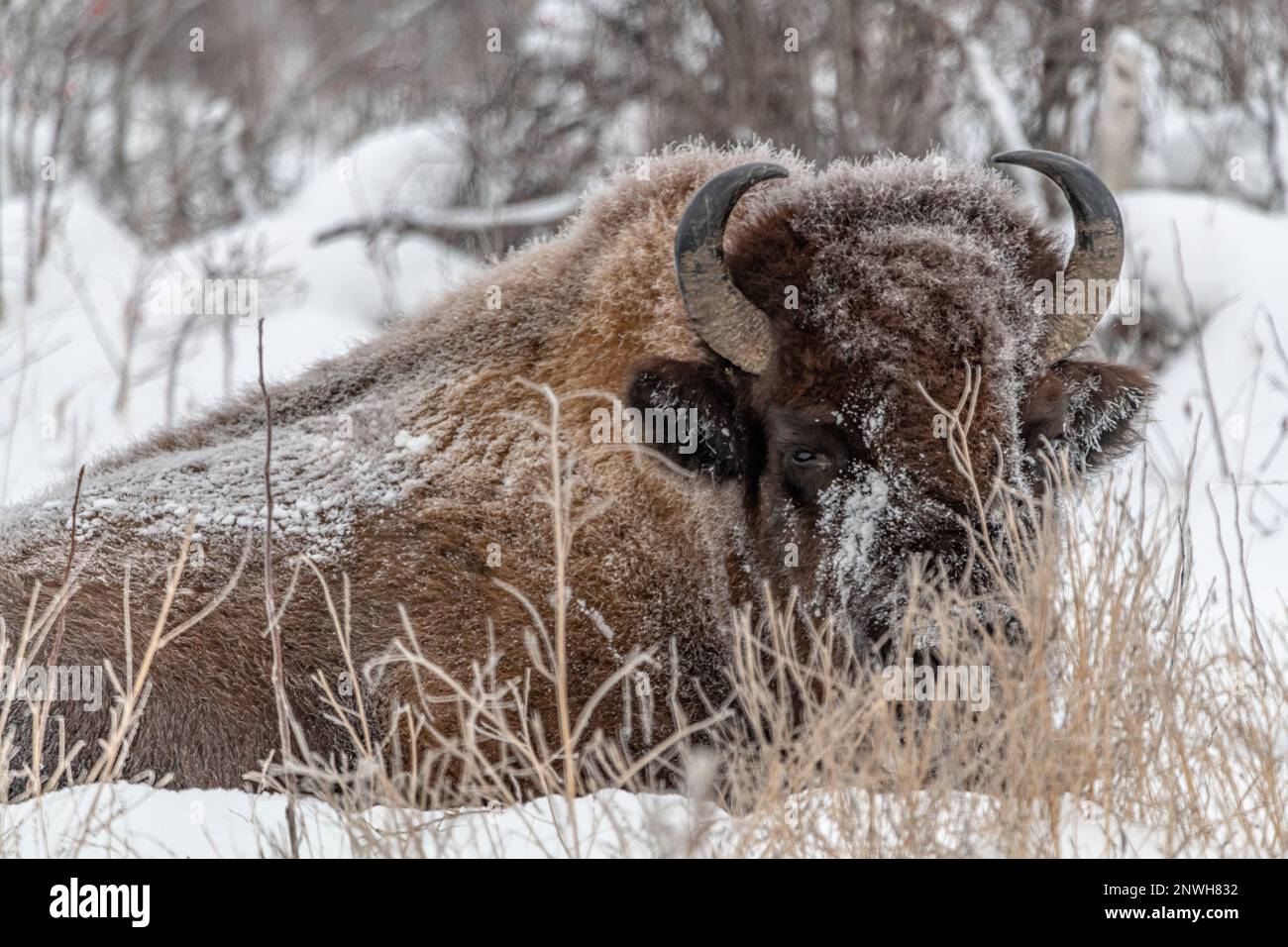Close up of a wild bison buffalo seen in winter season with white background Stock Photo - Alamy