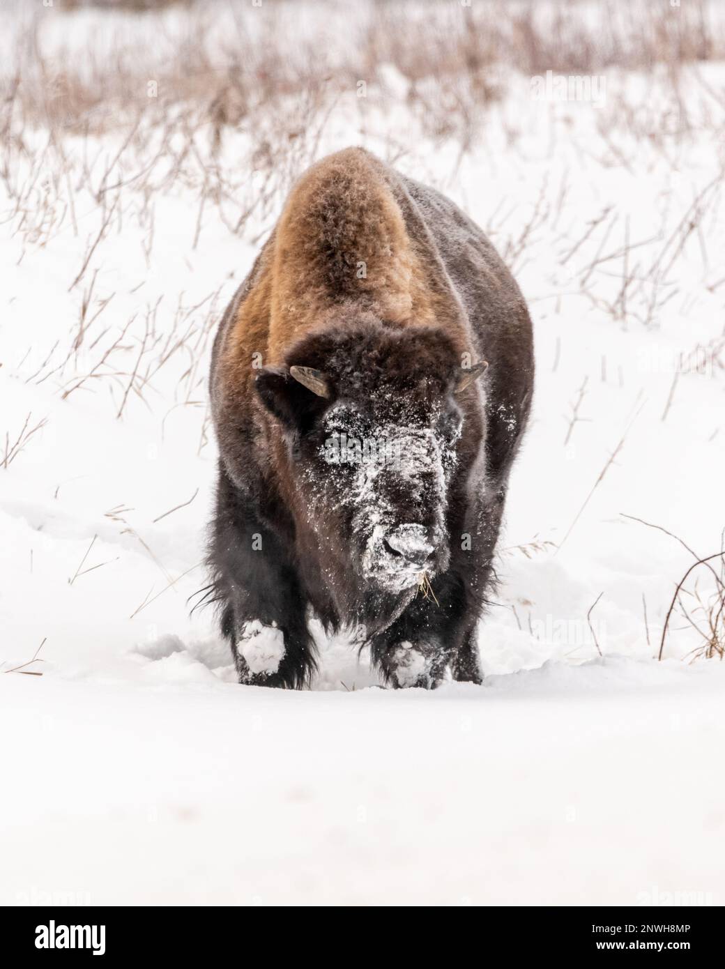 One bison wild buffalo seen in winter season surrounded by snowy ...