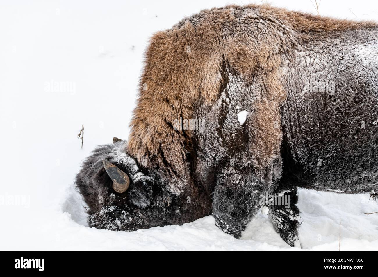 Wild buffalo wood bison seen in winter with snowy landscape with it's ...