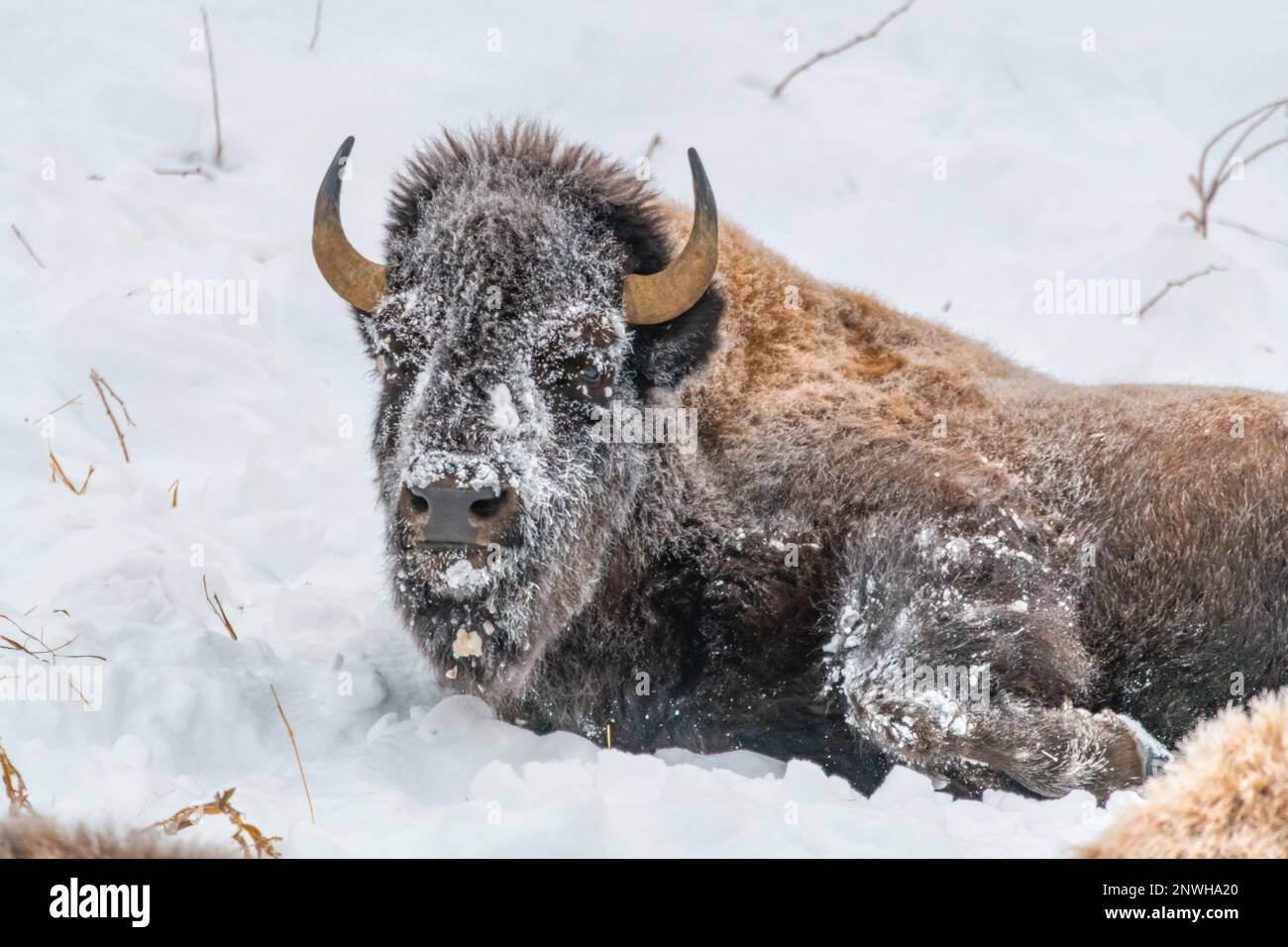 Snowy covered bison seen in winter with white snow background, horns ...
