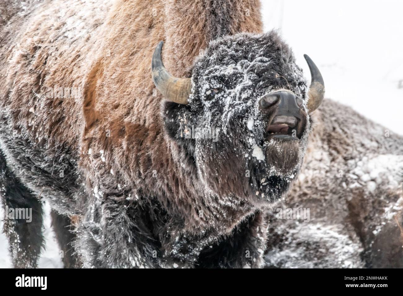 Wild bison seen in Canada with mouth wide open, close up of face Stock ...